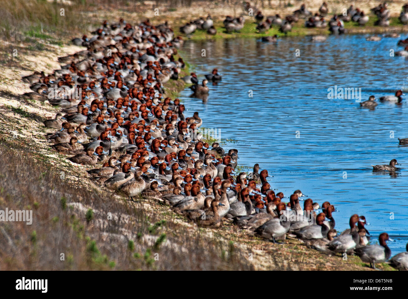 Flock of Redhead ducks (Aythya americana)at the seaside, Padre Island ...