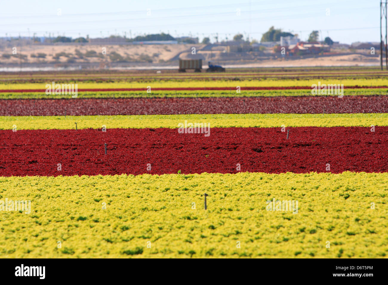 Yuma arizona farm hi-res stock photography and images - Alamy