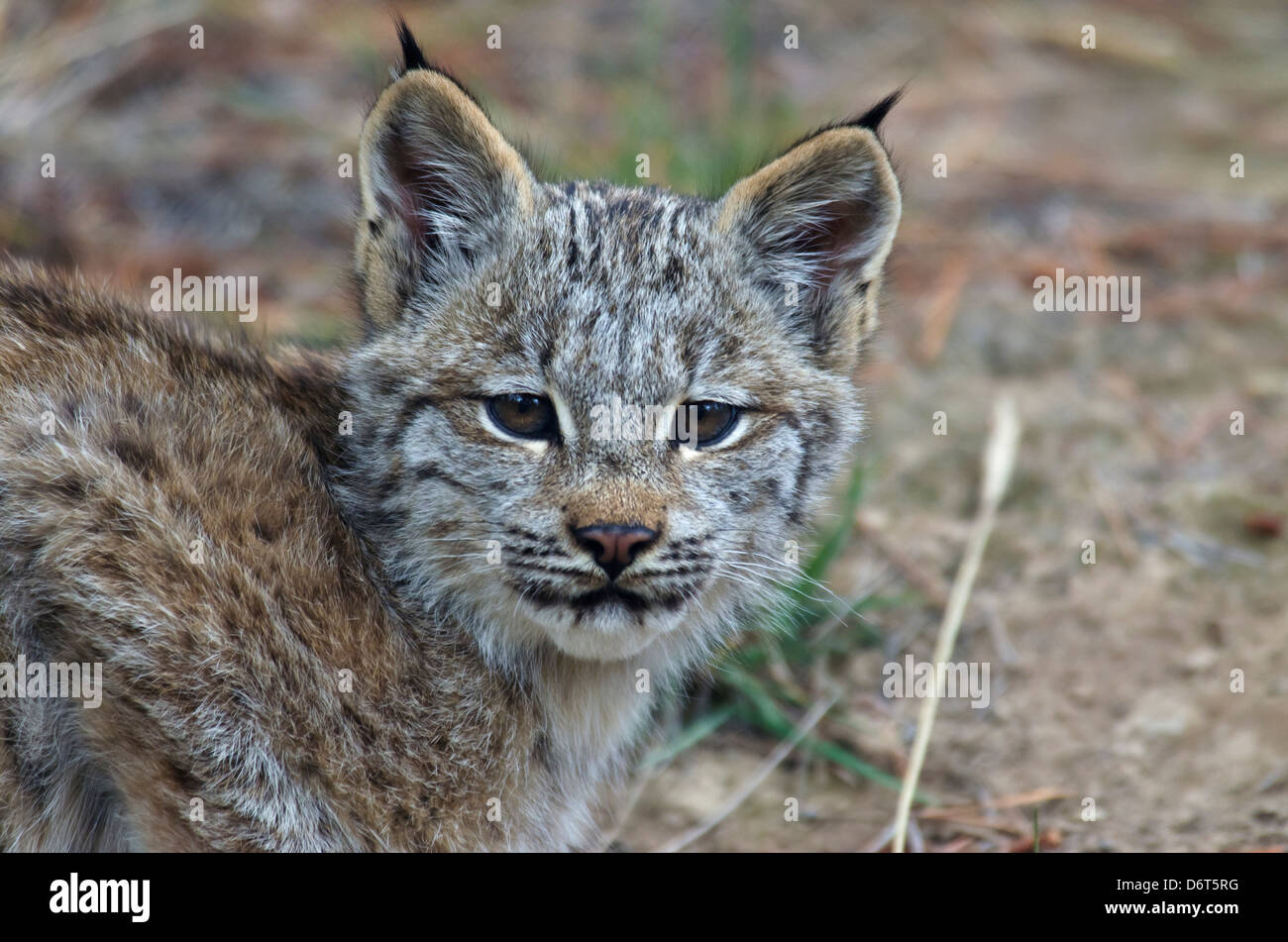Canada lynx baby hi-res stock photography and images - Alamy