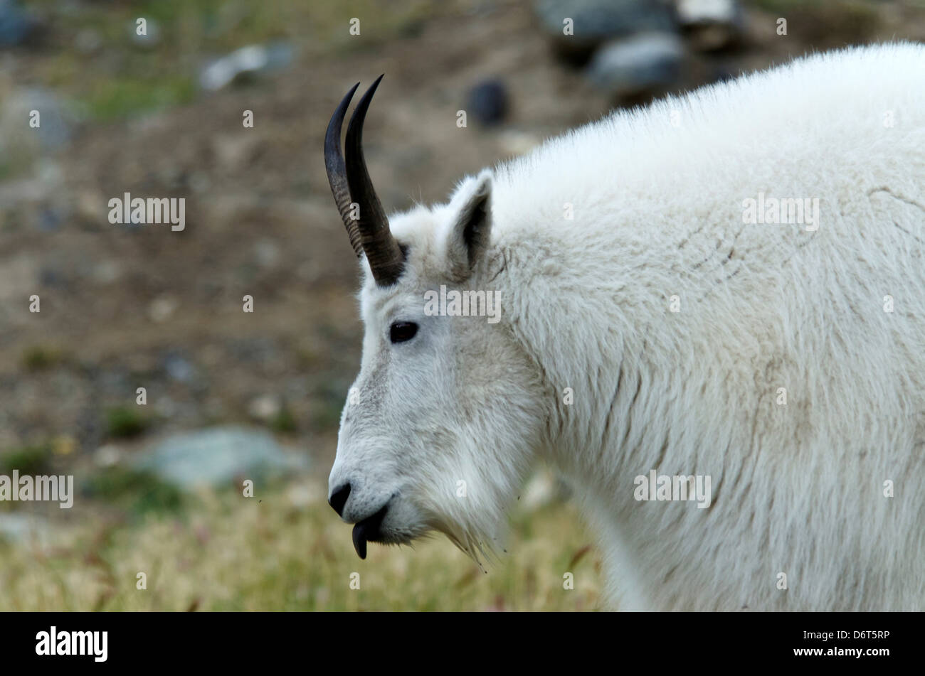 Mountain goat oreamnos americanus yukon hi-res stock photography and ...