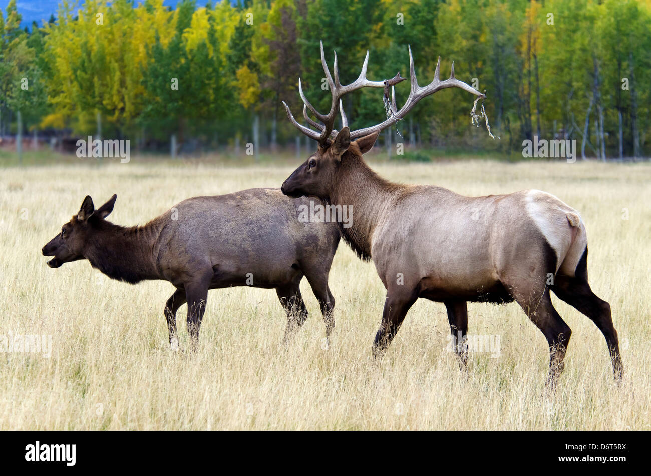 Canada, Yukon Wildlife Preserve, Elk (Cervus Elaphus Stock Photo - Alamy