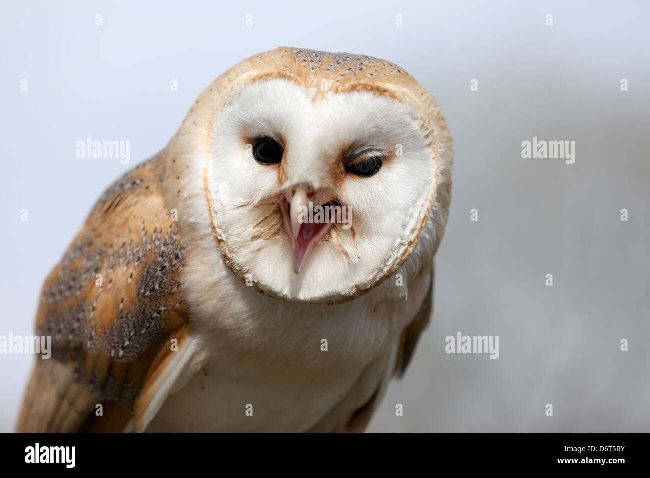 Wales, juvenile English barn owl Stock Photo - Alamy