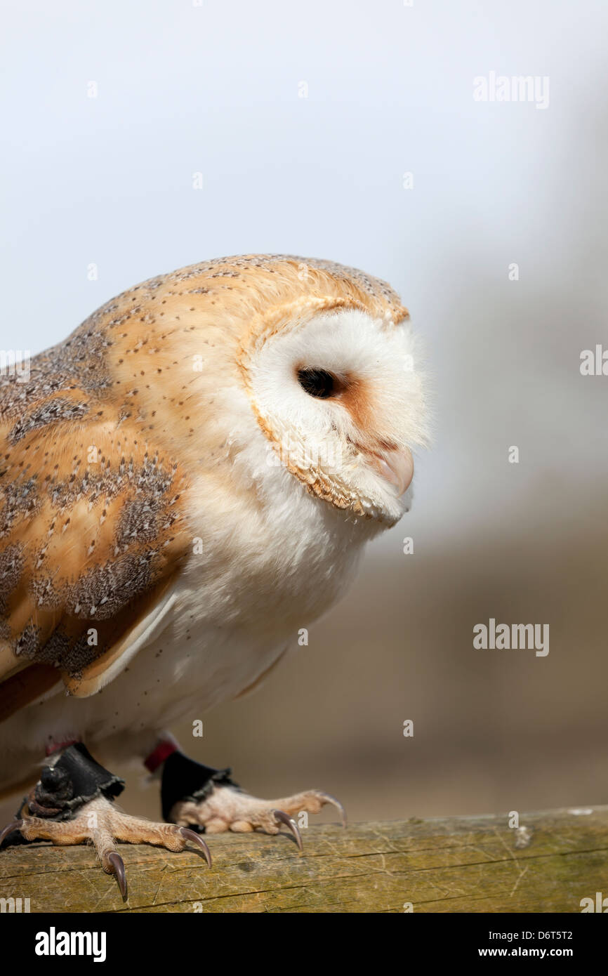 Juvenile barn owl hi-res stock photography and images - Alamy