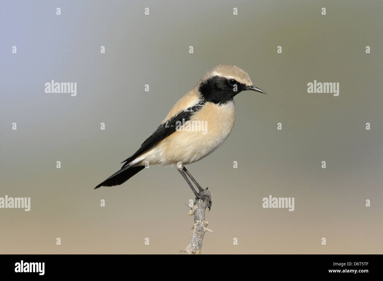 Desert Wheatear Oenanthe deserti Stock Photo - Alamy