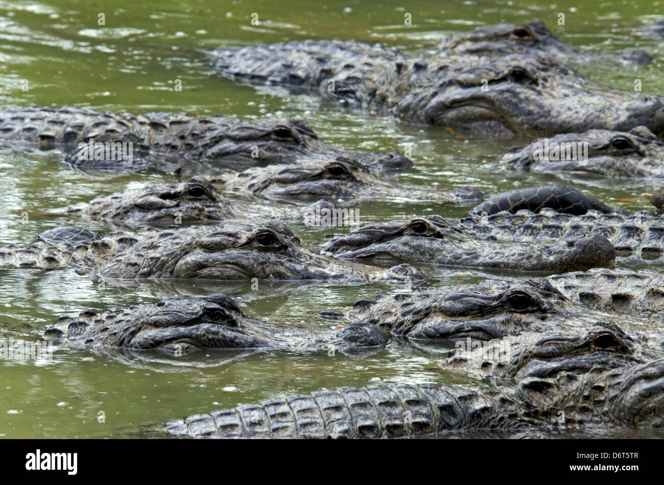 USA, Florida, Everglades Alligator Farm, American Alligator (Alligator ...