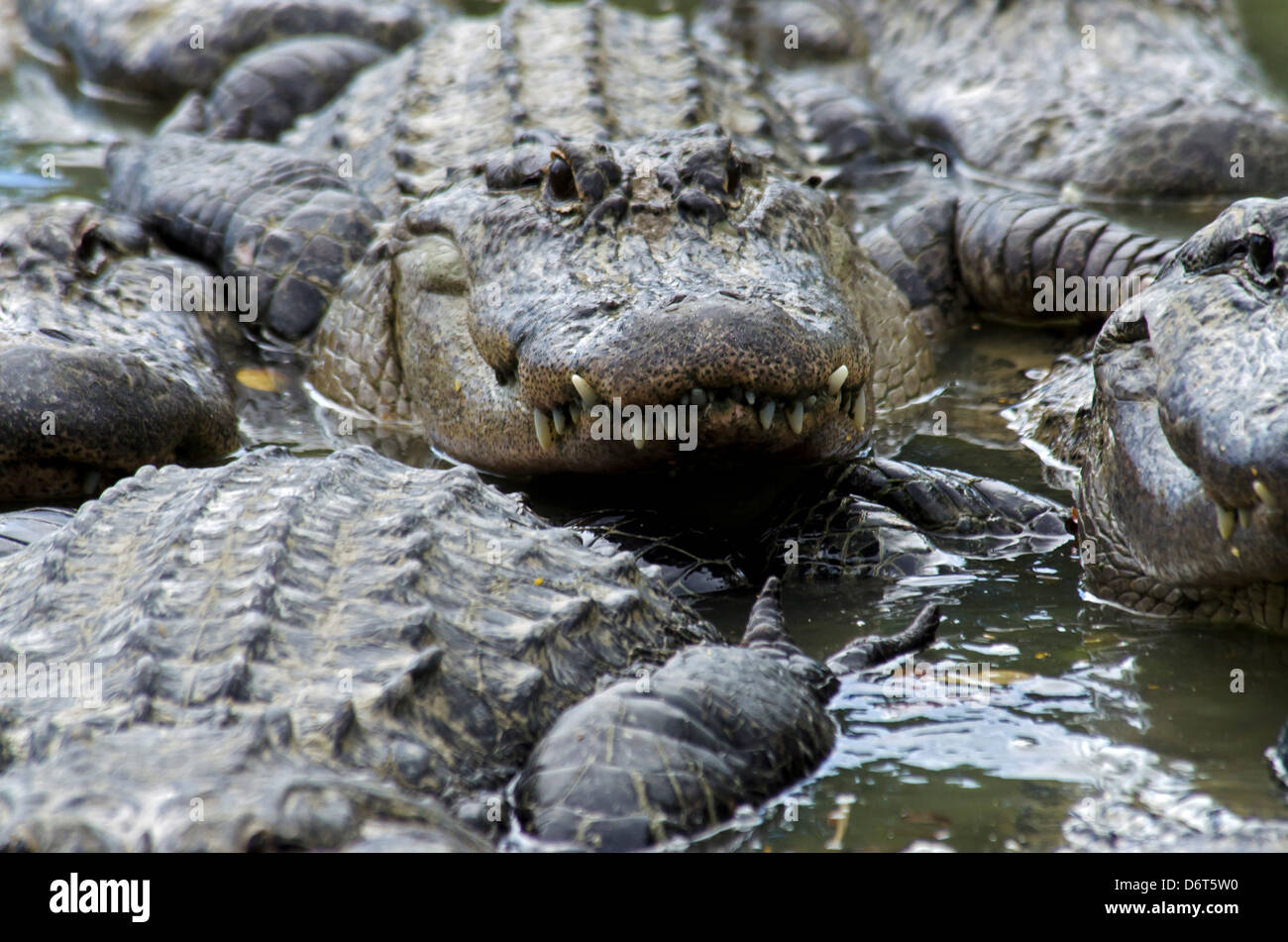 USA, Florida, Everglades Alligator Farm, American Alligator (Alligator ...