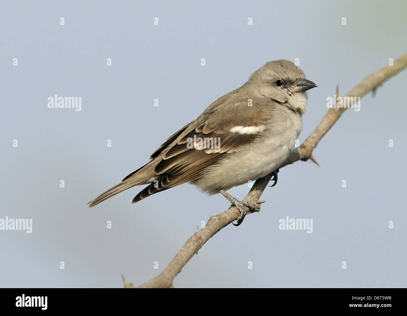 Chestnut-shouldered Petronia - Petronia xanthocollis Stock Photo - Alamy