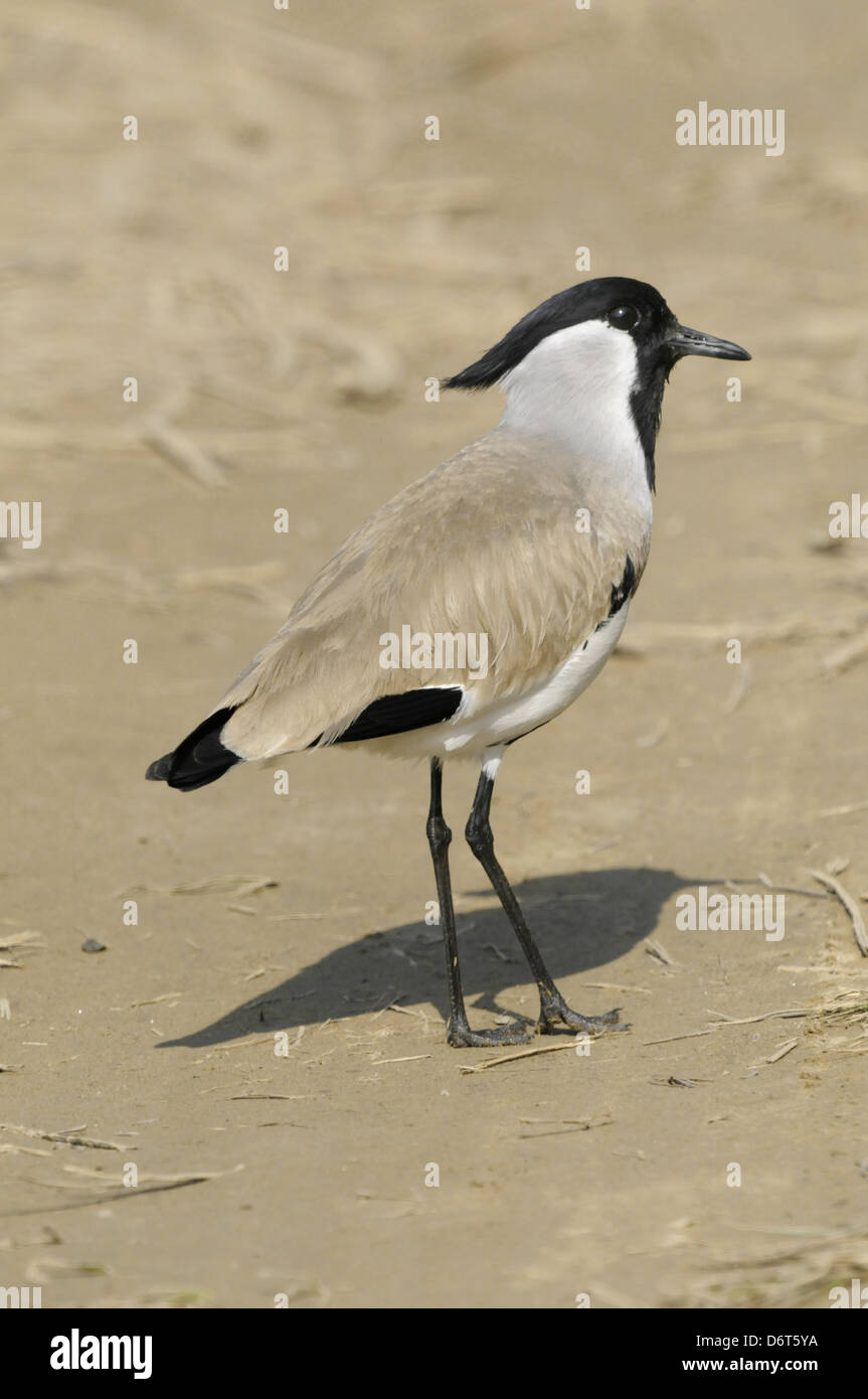 Vanellus duvaucelii hi-res stock photography and images - Alamy