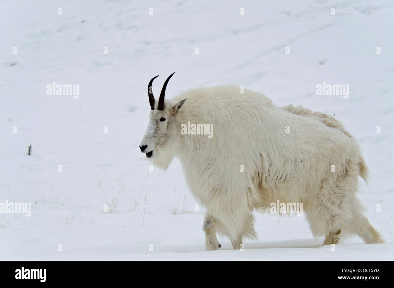 Canada, Yukon, Mountain Goats (Oreamnos Americanus Stock Photo - Alamy