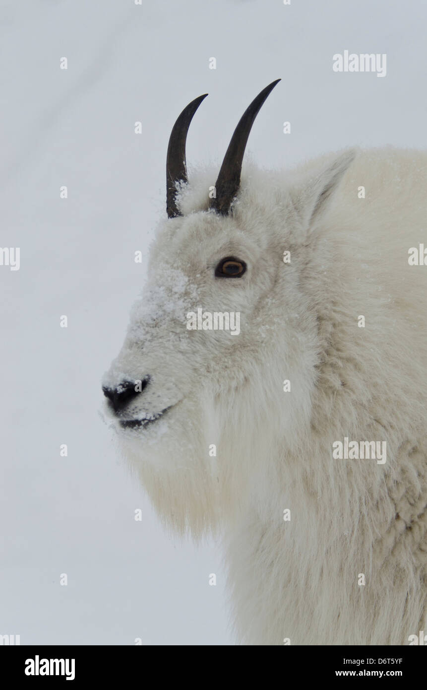 Canada, Yukon, Mountain Goats (Oreamnos Americanus Stock Photo - Alamy