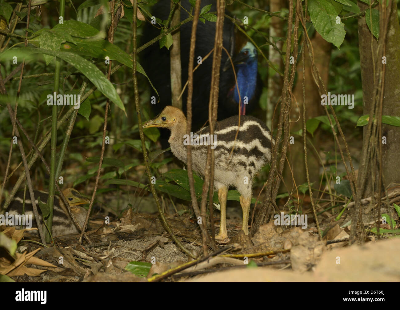 Cassowary Baby