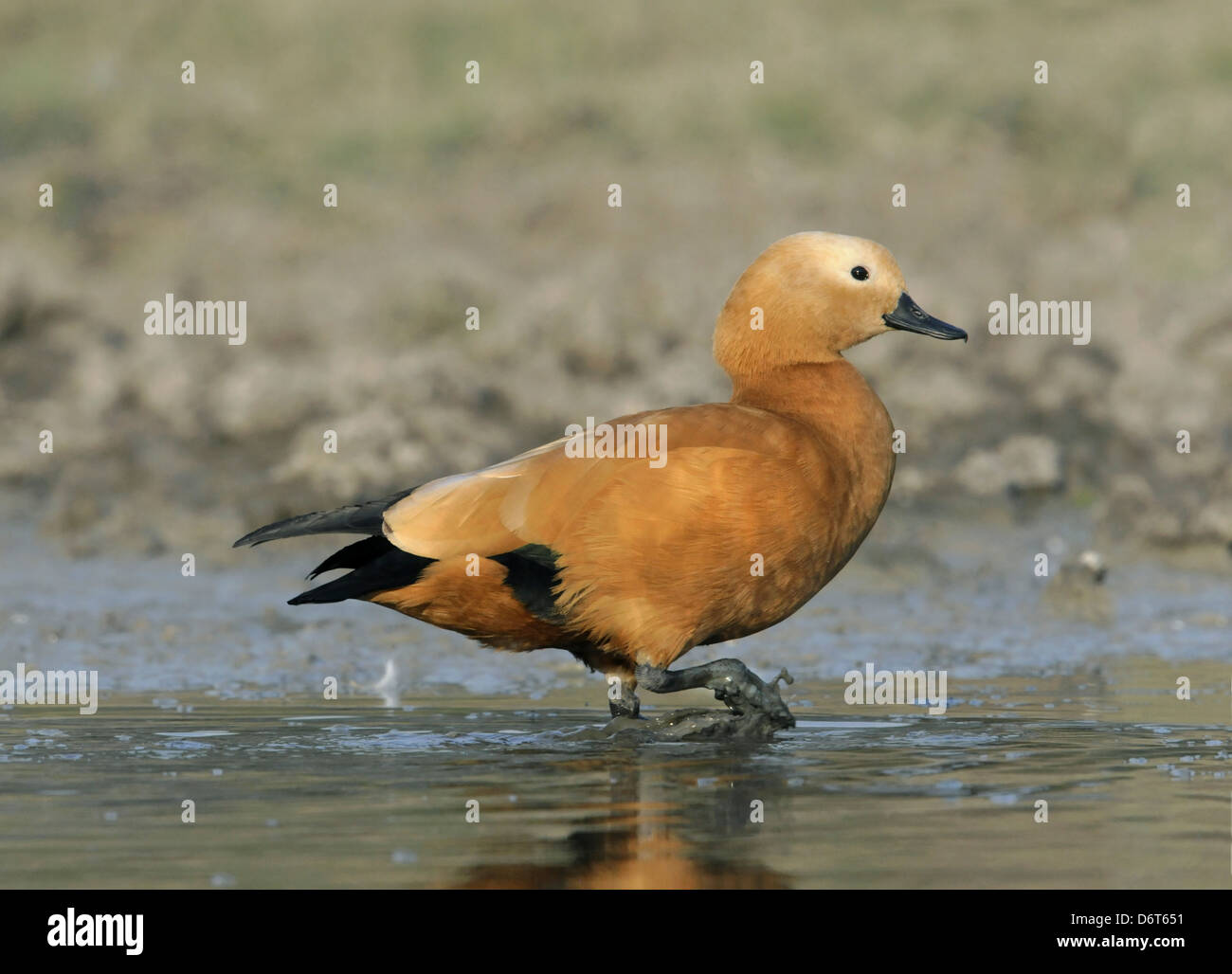 Shelduck migration hi-res stock photography and images - Alamy