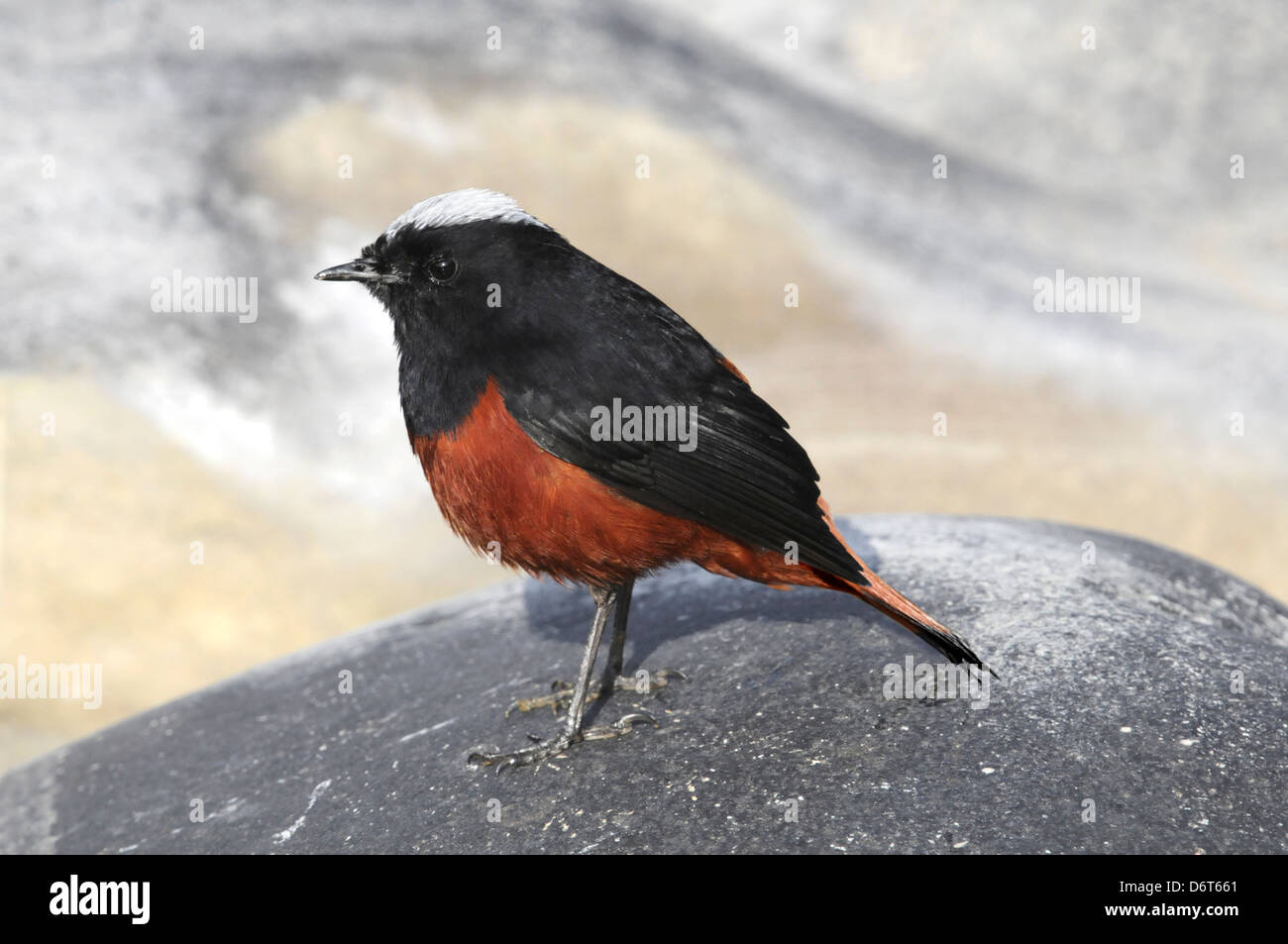 White-capped Water Redstart - Chaimarrornis leucocephalus Stock Photo ...
