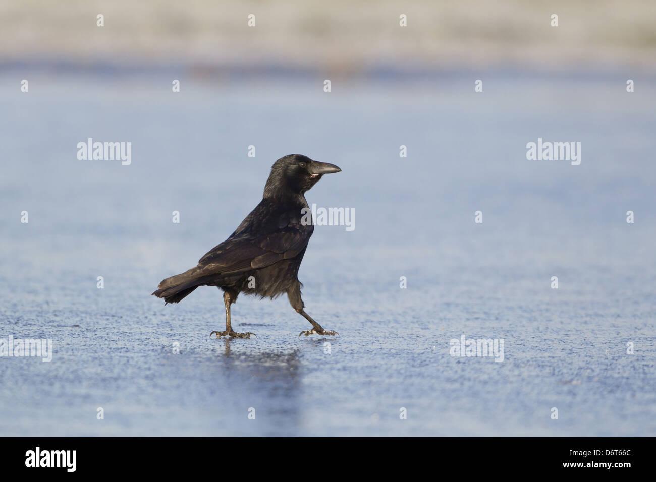 Crow frozen pond hi-res stock photography and images - Alamy