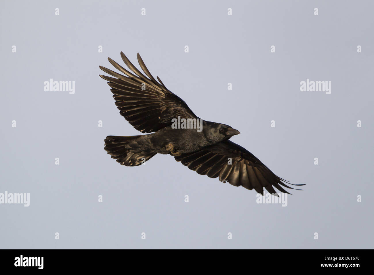 Carrion Crow (Corvus corone) adult, in flight, Suffolk, England ...