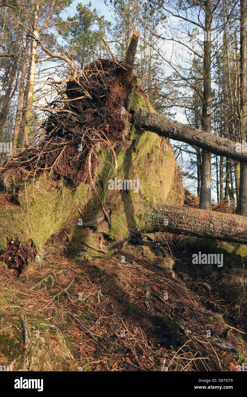 Windy weather trees hi-res stock photography and images - Alamy