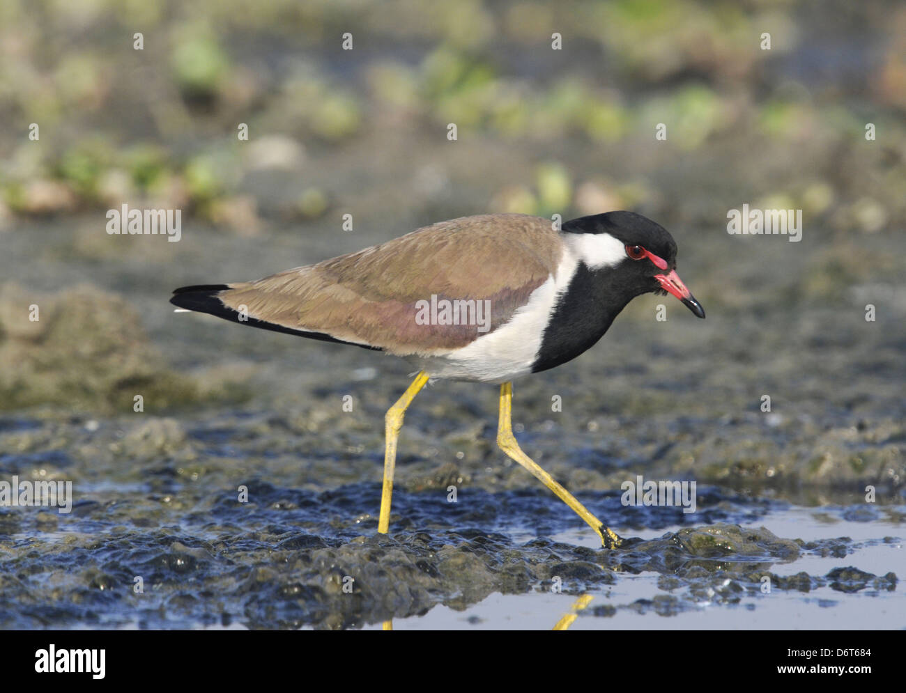 Red-wattled Lapwing - Vanellus indicus Stock Photo - Alamy