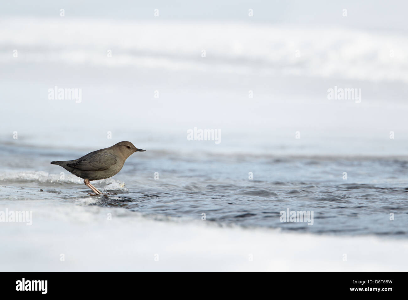 Dipper stretch hi-res stock photography and images - Alamy
