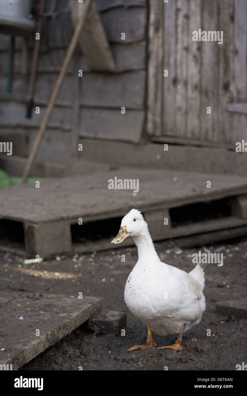 Domestic Duck, white adult, standing in muddy farmyard, England, March ...