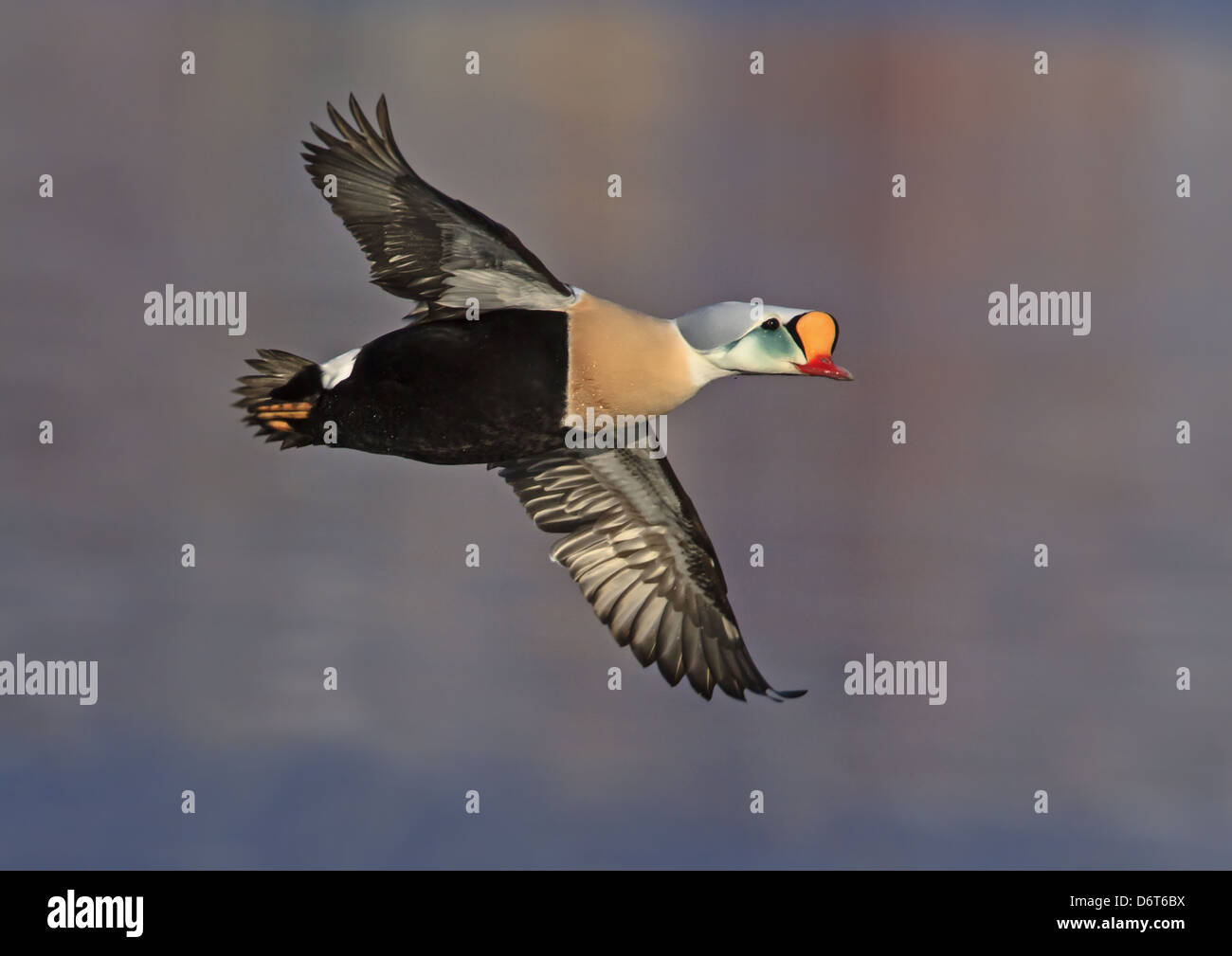 King Eider (Somateria spectabilis) adult male, breeding plumage, in ...