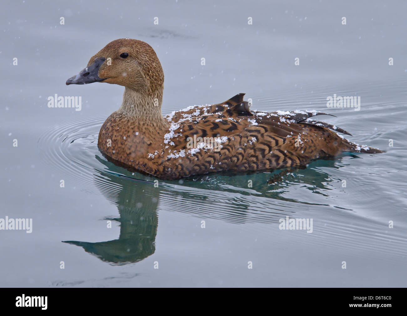 King Eider Somateria spectabilis adult female swimming sea snow ...