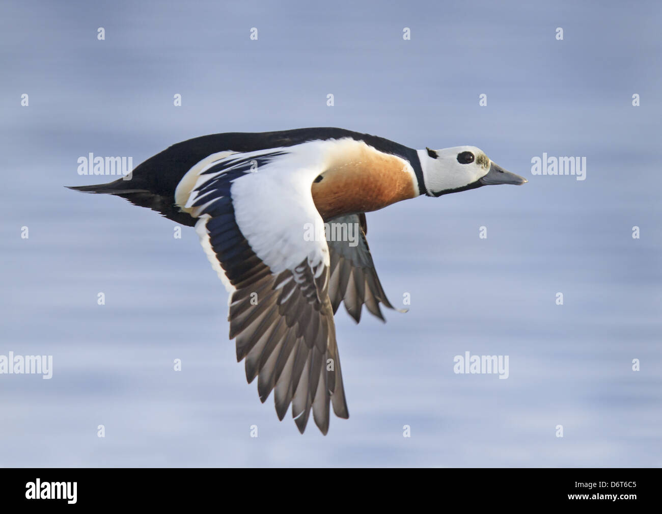 Steller's Eider (Polysticta stelleri) adult male, breeding plumage, in ...