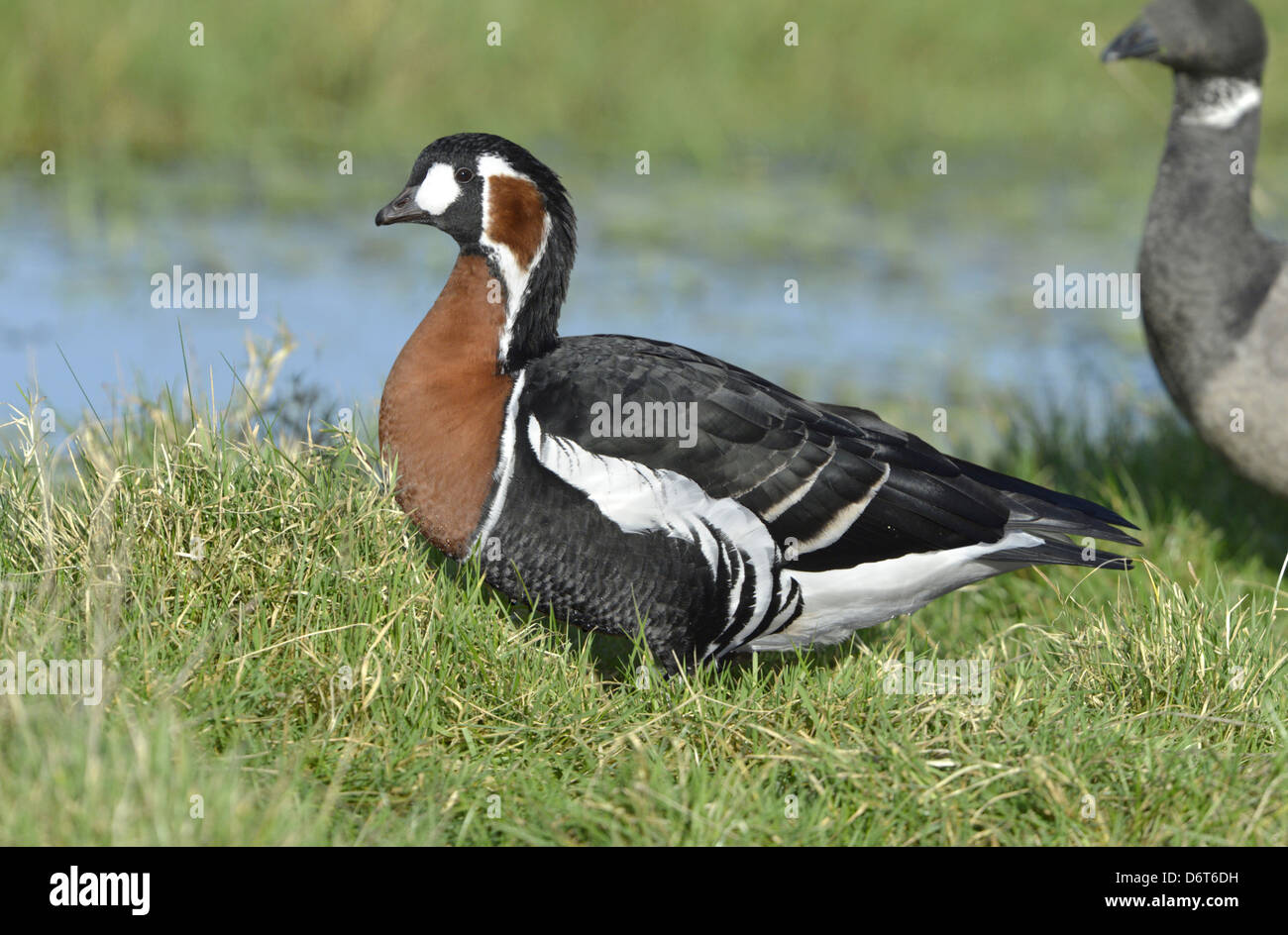 Red-breasted Goose Branta ruficollis Stock Photo - Alamy