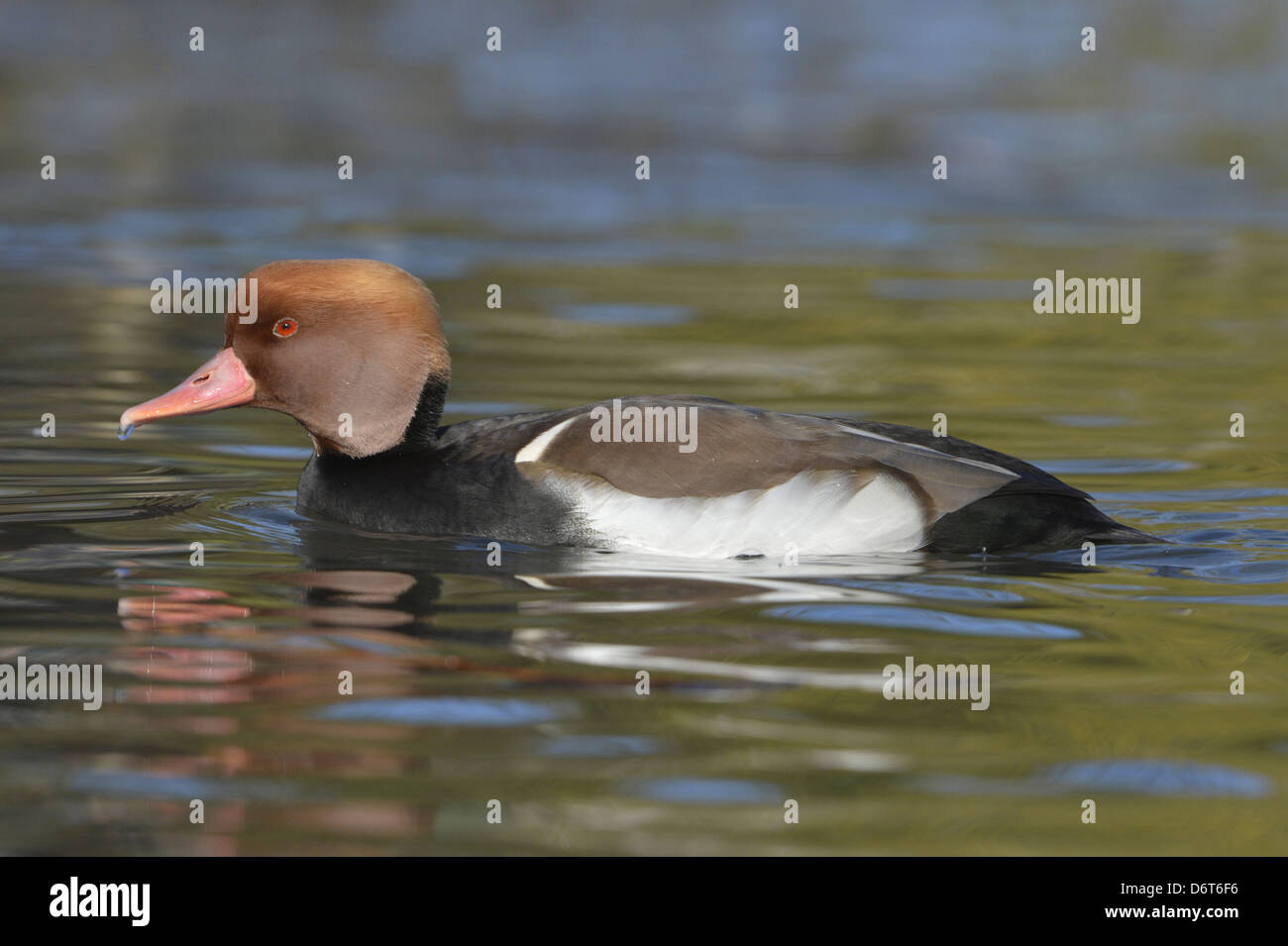 Rare red crested duck hi-res stock photography and images - Alamy
