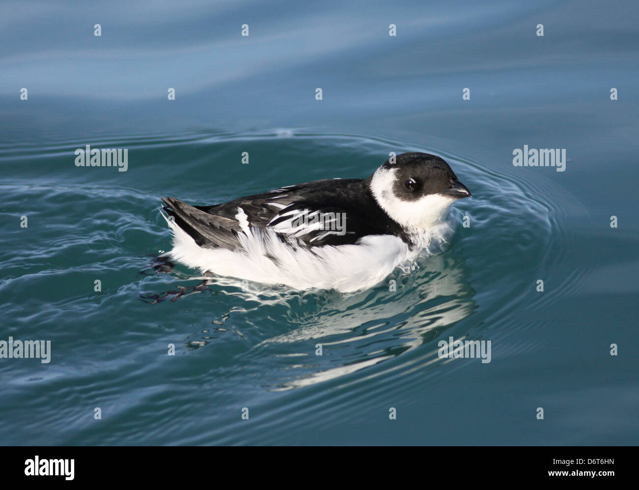 Little auks migration hi-res stock photography and images - Alamy