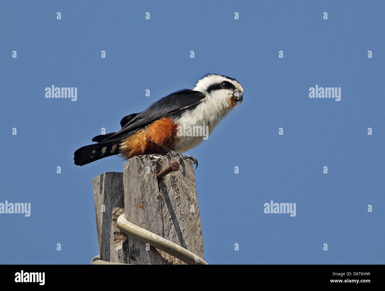 Falconets of southeast asia hi-res stock photography and images - Alamy