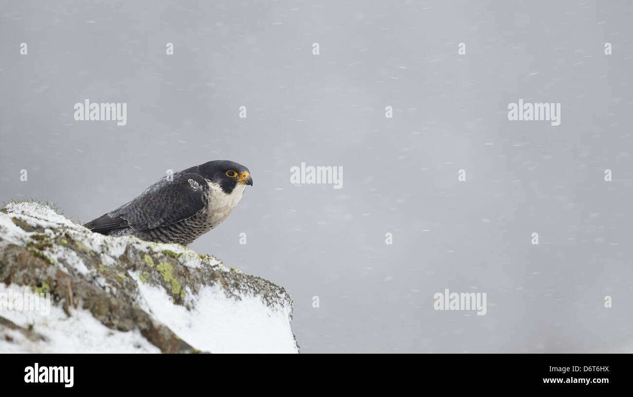 Peregrine falcons scotland hi-res stock photography and images - Alamy