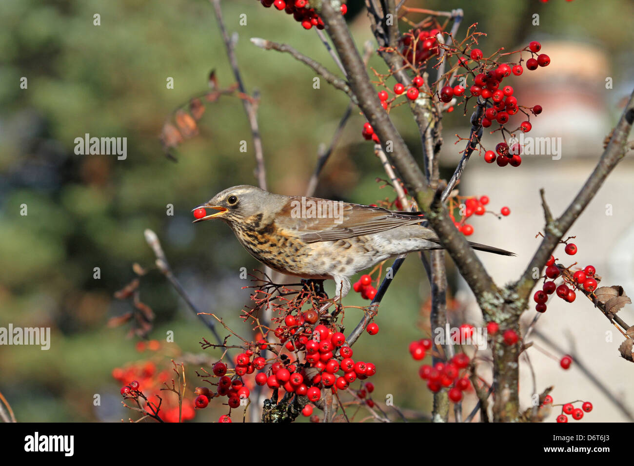 Scottish rowan tree hi-res stock photography and images - Alamy