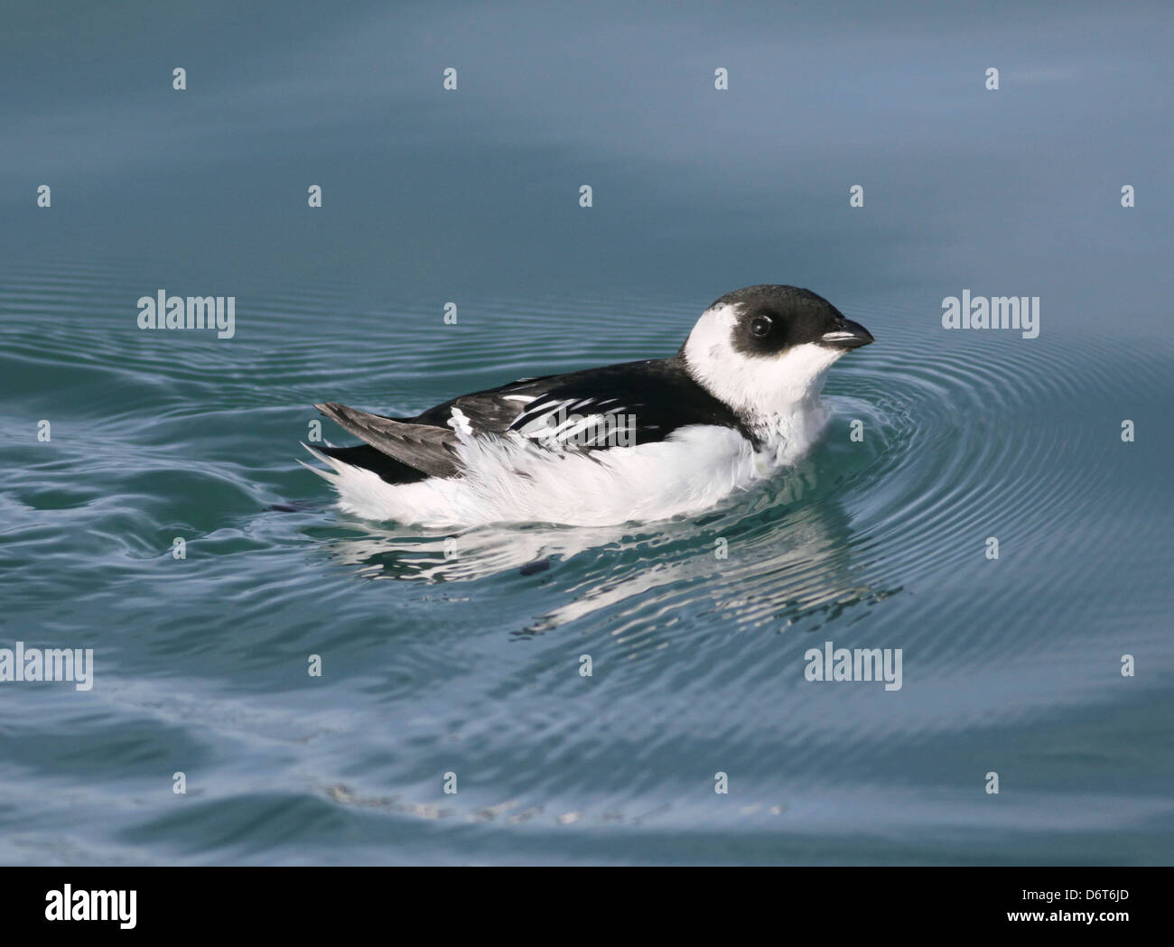Little Auk Alle alle Stock Photo - Alamy