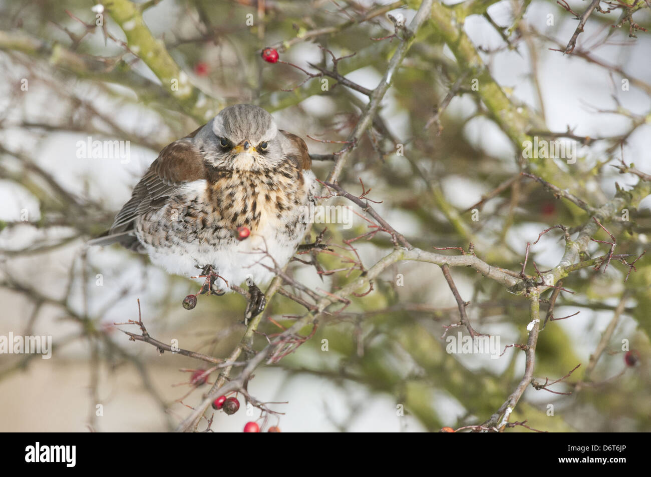 Bird fluffed up cold hi-res stock photography and images - Alamy