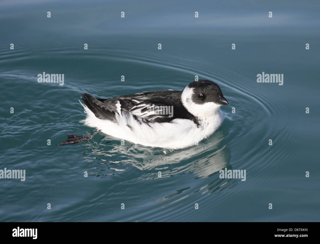 Little Auk Alle alle Stock Photo - Alamy