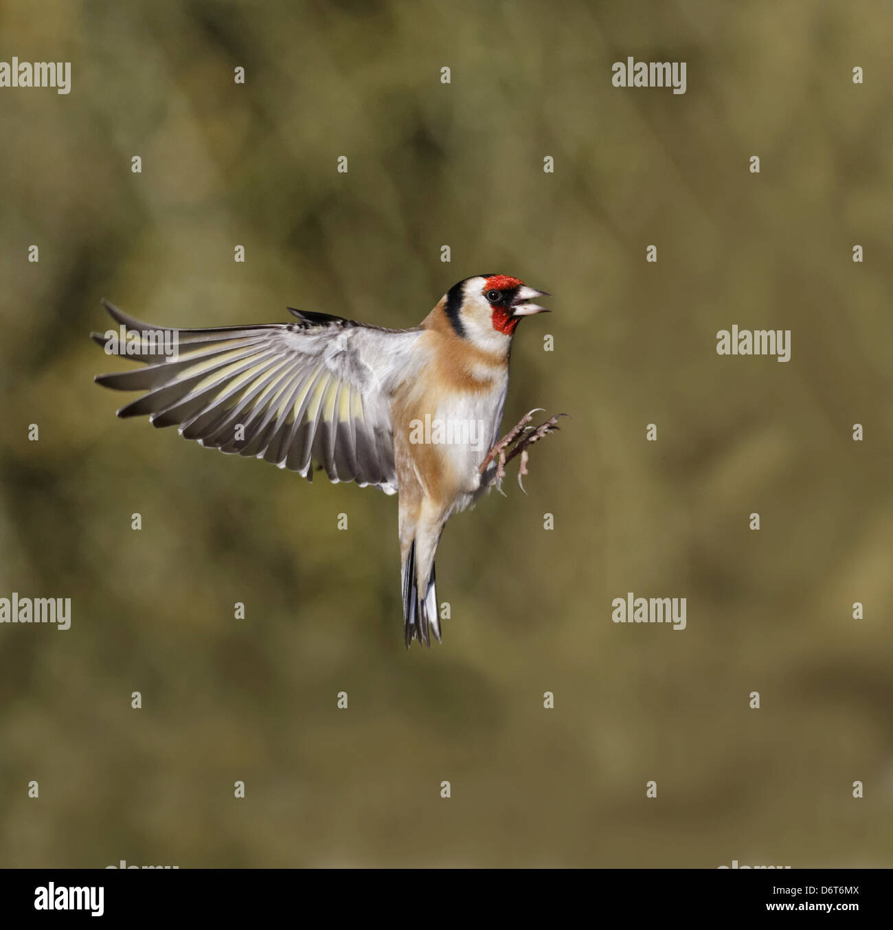 Goldfinch in flight hi-res stock photography and images - Alamy