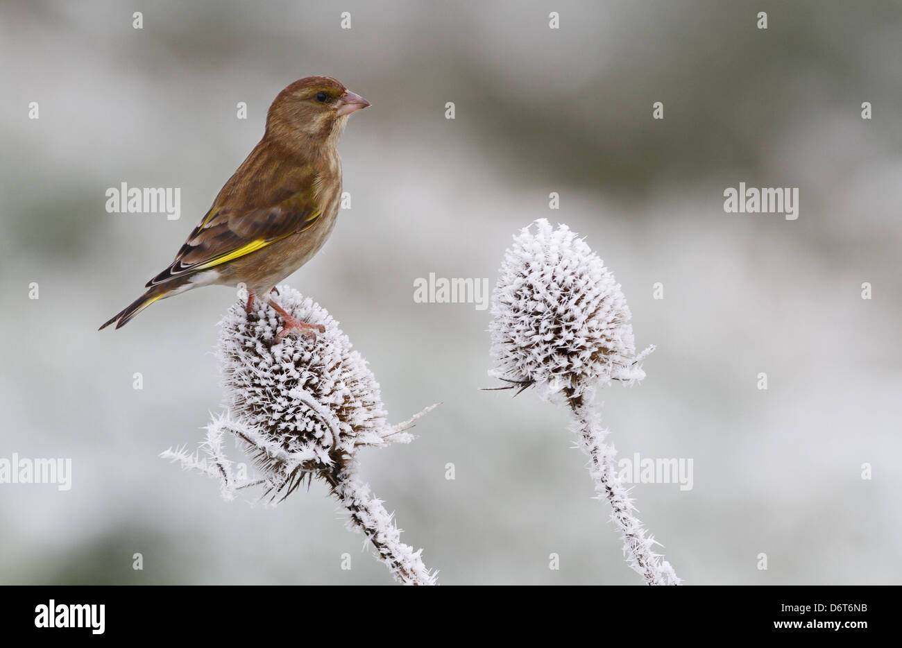 European Greenfinch (Carduelis chloris) adult female, perched on frost ...