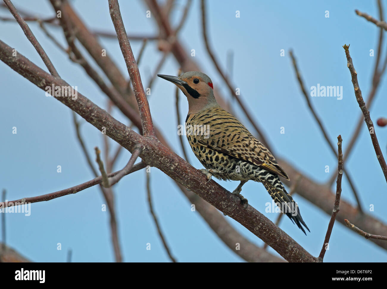 Northern Flicker Colaptes auratus chrysocaulosus adult male perched on ...