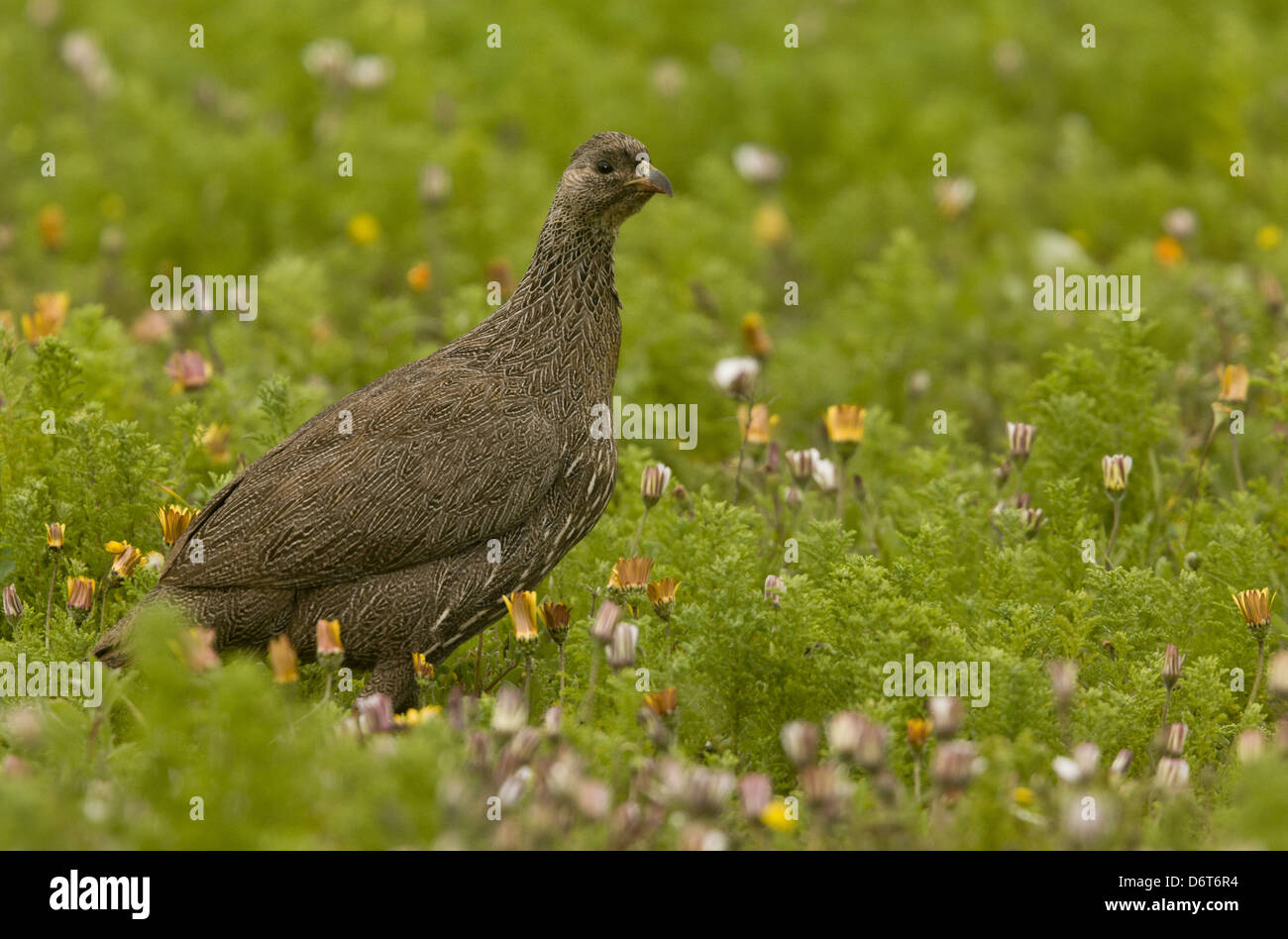 South africa cape spurfowl francolin hi-res stock photography and ...