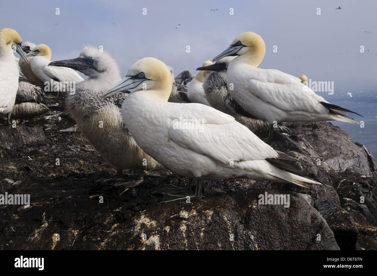 Northern Gannet Morus Bassanus Adults Chicks Nesting Colony On Volcanic