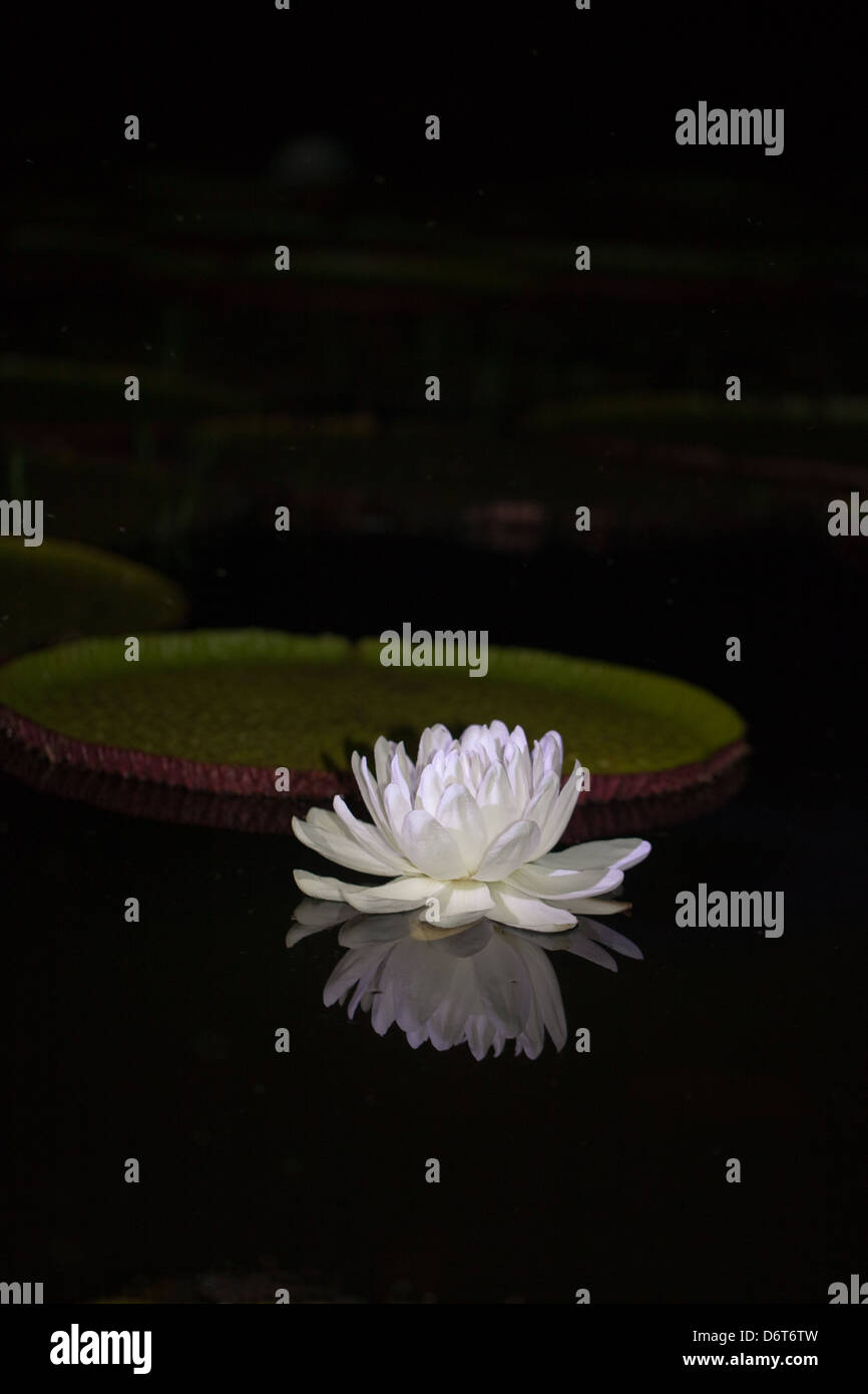 Victoria amazonica hi-res stock photography and images - Alamy