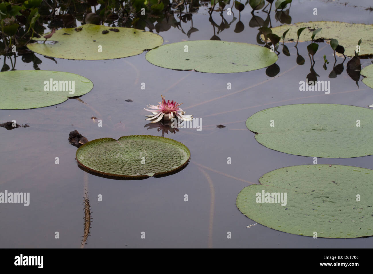 Victoria amazonica lily pads flower hi-res stock photography and images ...