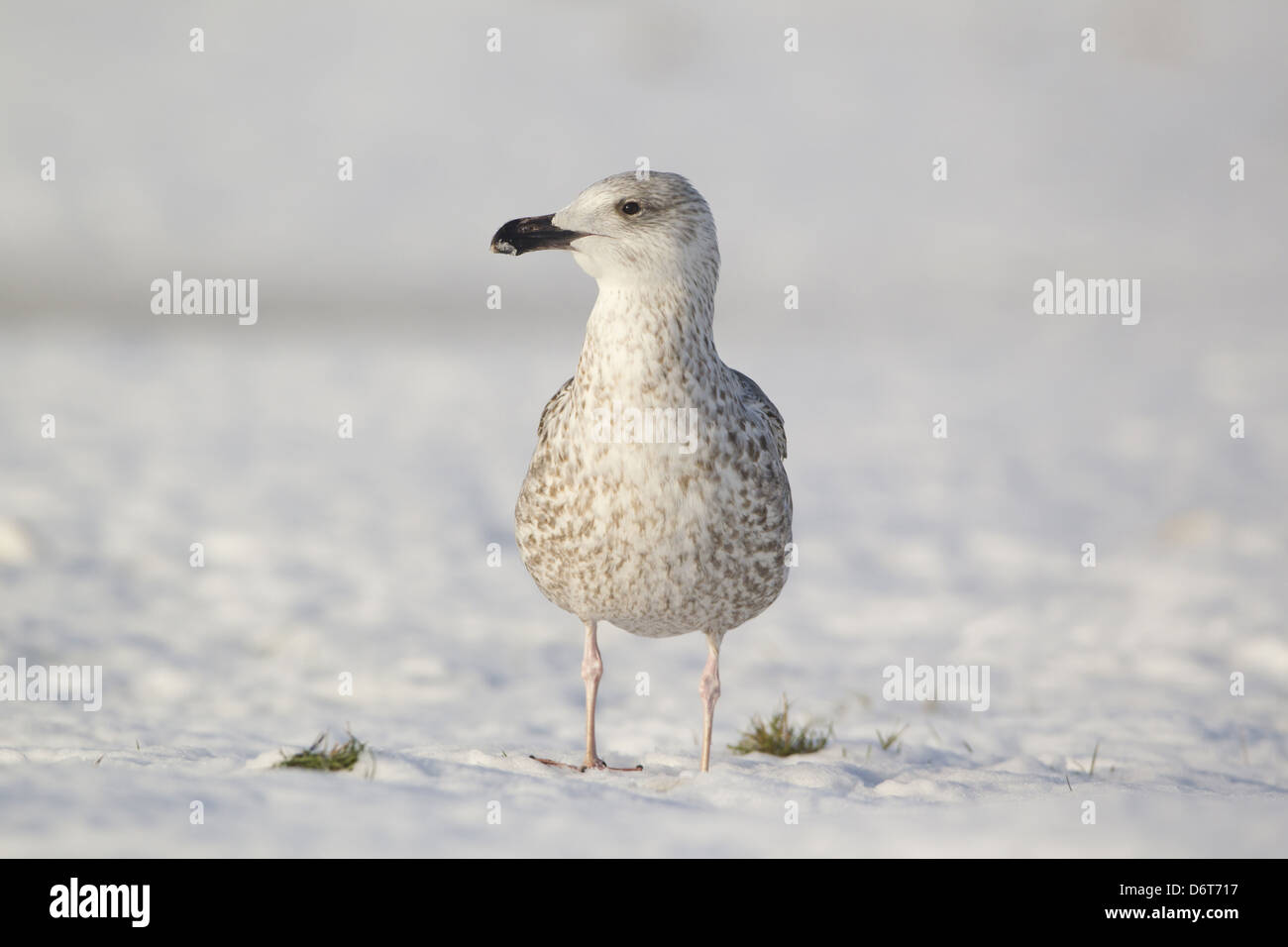 Great Black-backed Gull (Larus marinus) immature, first winter plumage ...