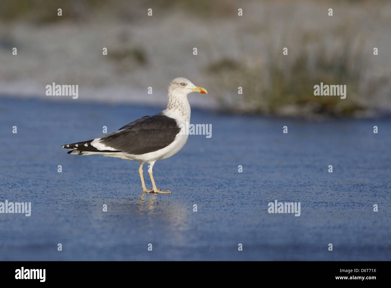 Larus fuscus east anglia hi-res stock photography and images - Alamy