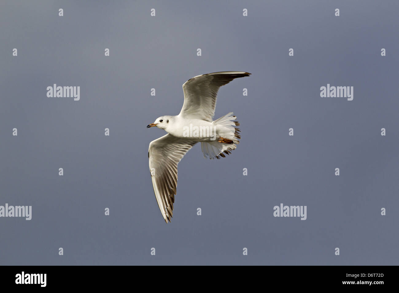 Black-headed Gull (Larus ridibundus) immature, first winter plumage, in ...