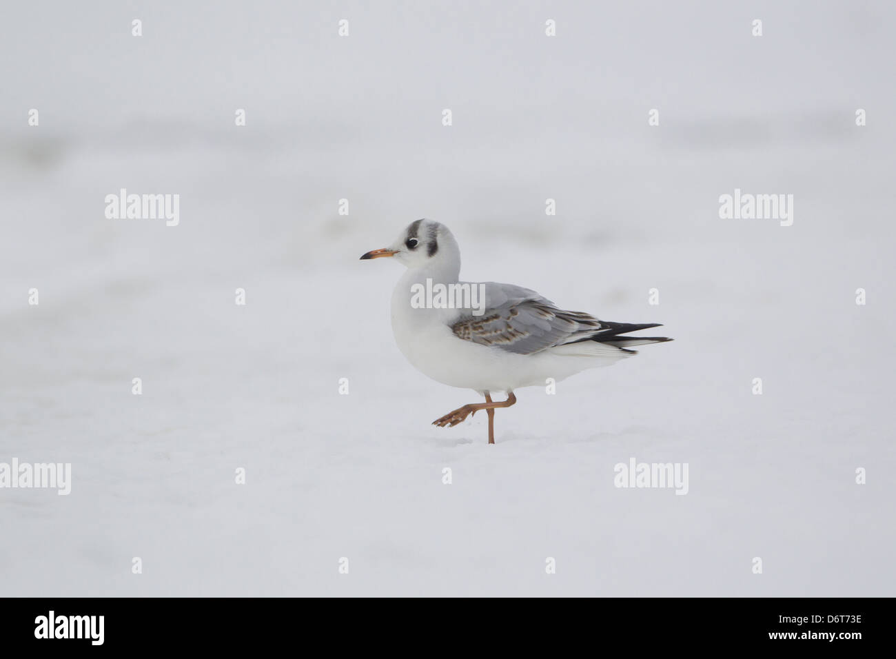 Black-headed Gull (Larus ridibundus) immature, first winter plumage ...