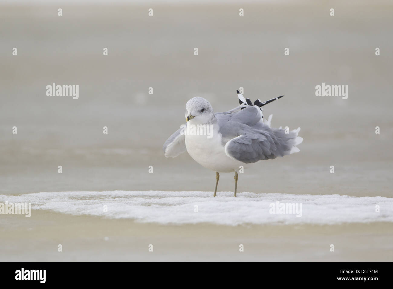 Common Gull Larus canus adult winter plumage shaking feathers during ...