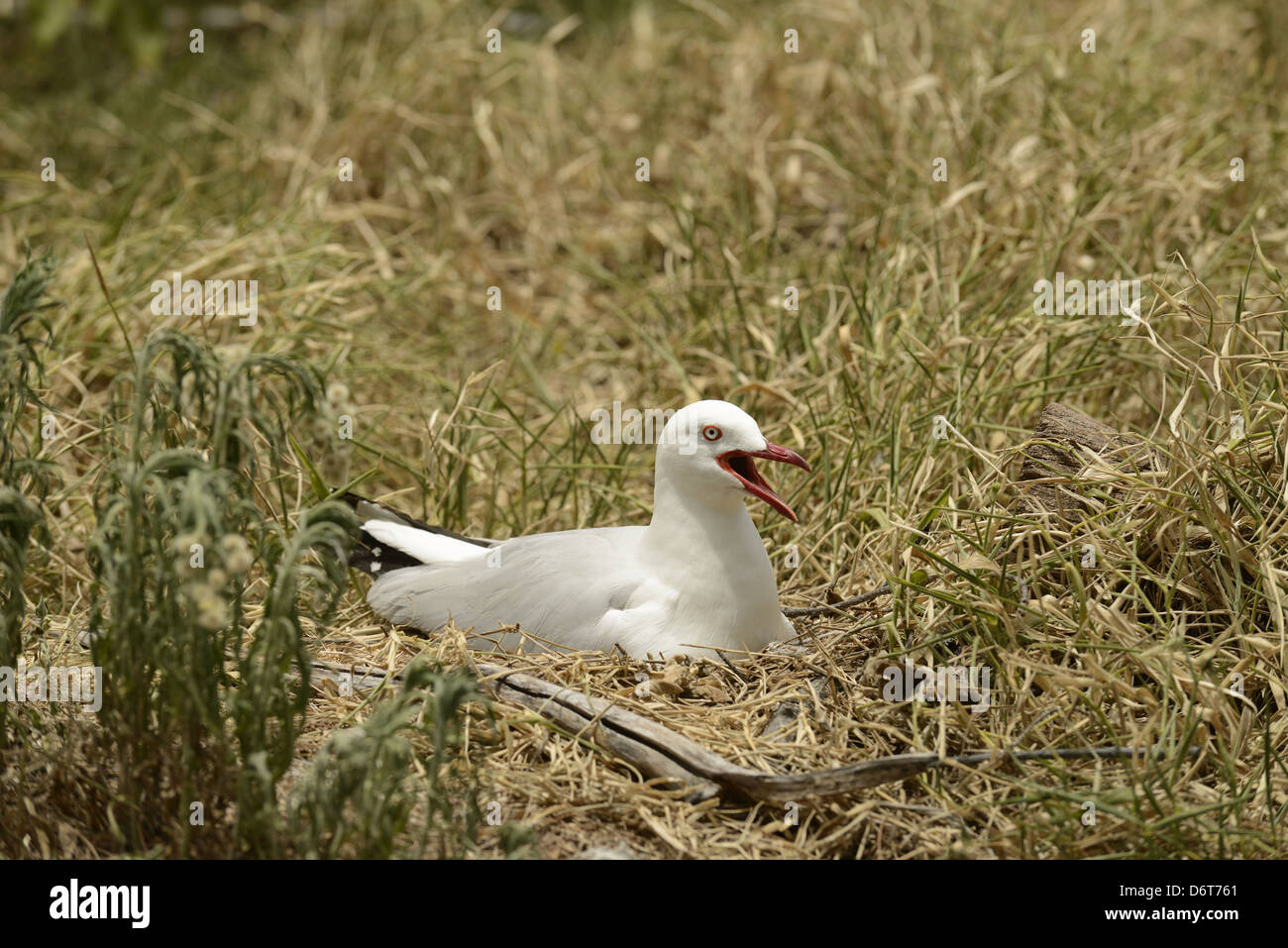 Australian sea gull nesting hi-res stock photography and images - Alamy