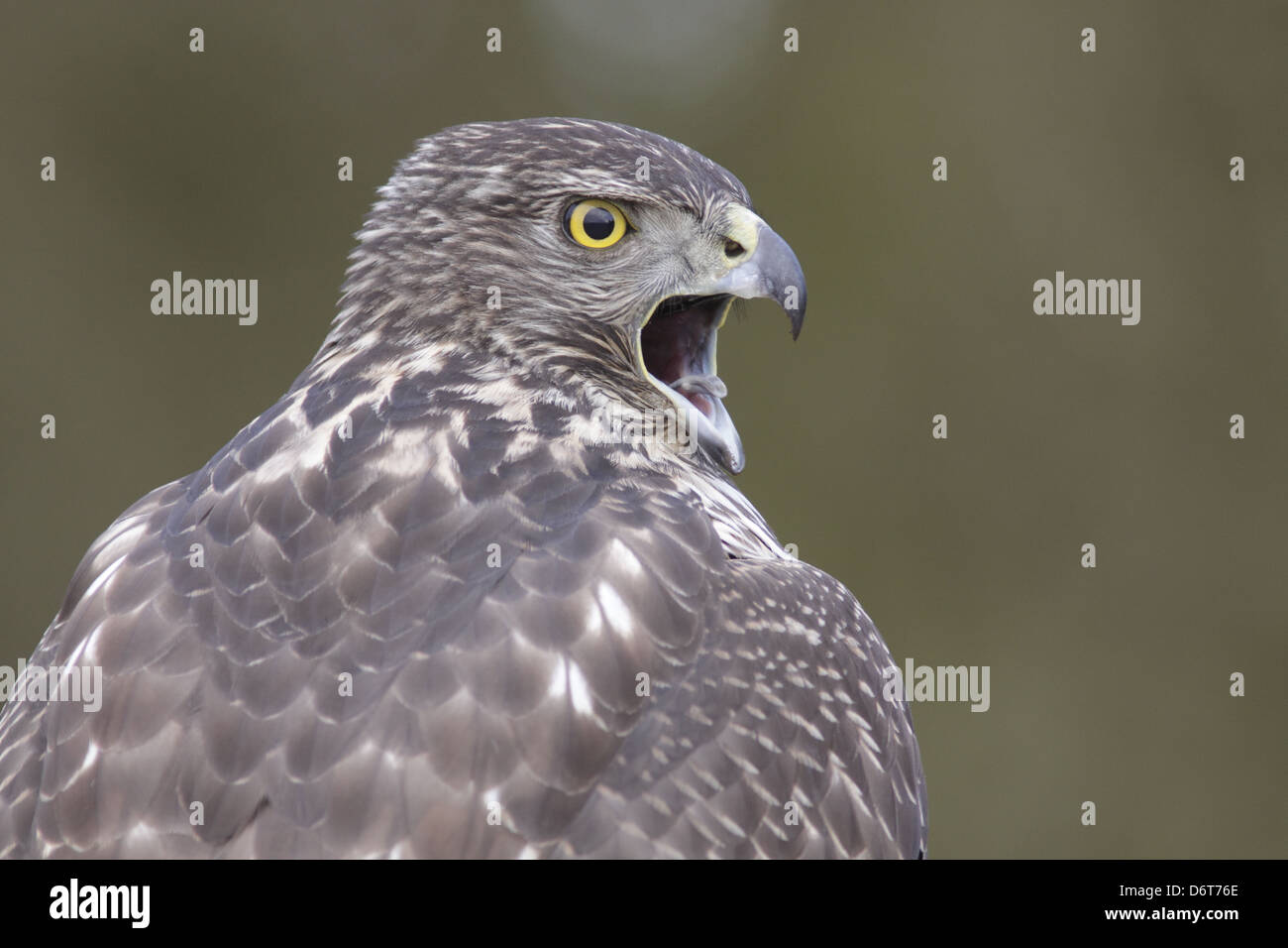 Captive female goshawk hi-res stock photography and images - Alamy