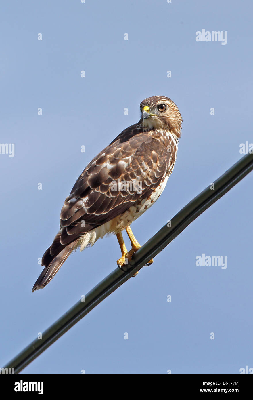 Buteo platypterus broad winged hawk hi-res stock photography and images ...